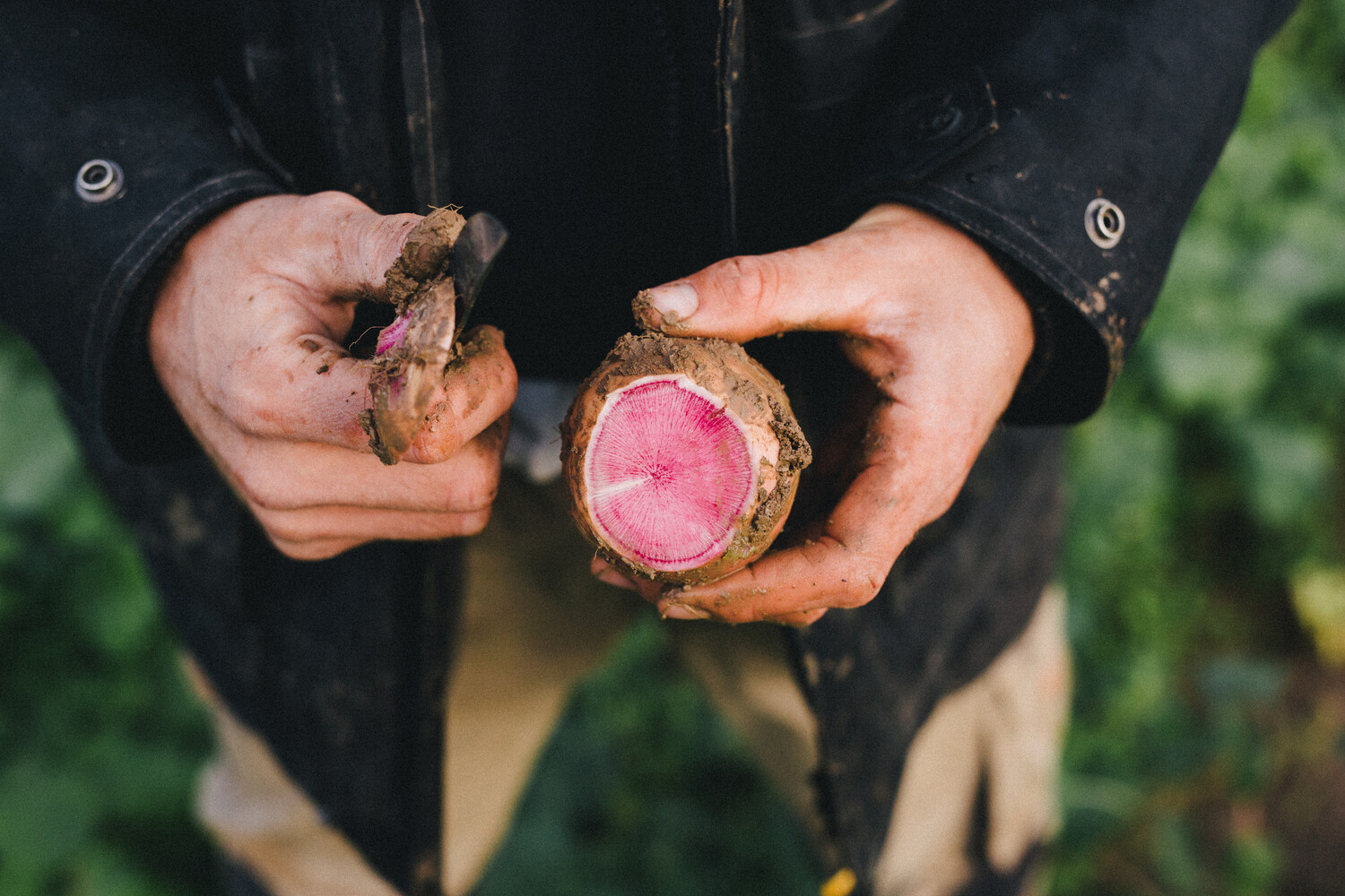 Utilisation du logo et de la marque Demeter - Demeter France
